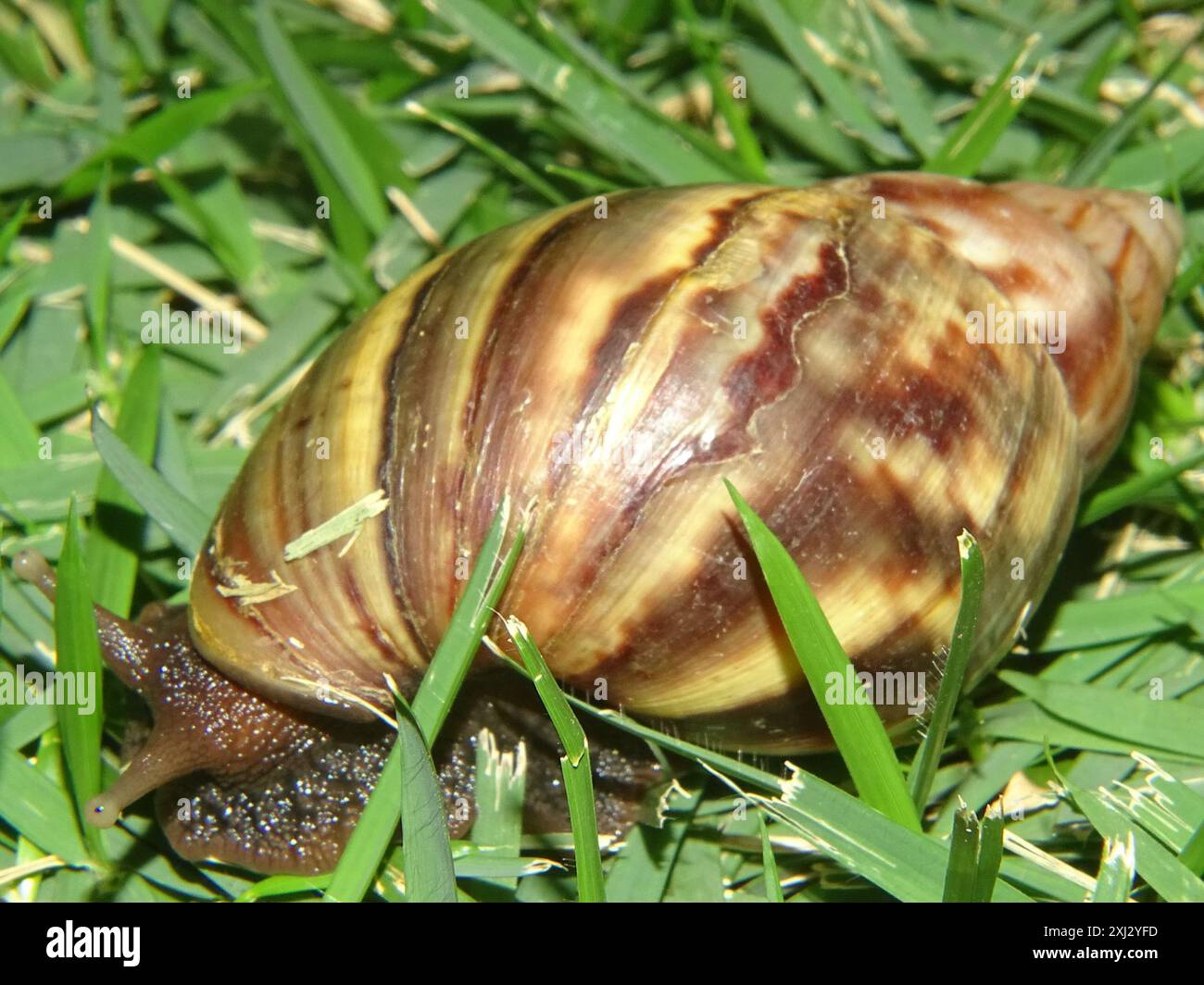 African Giant Snail (Lissachatina fulica) Mollusca Stock Photo - Alamy