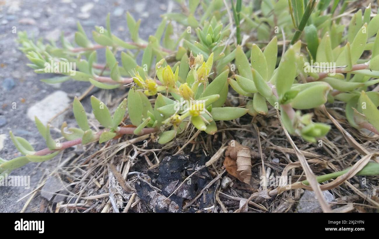 Stringy Stonecrop (Sedum sarmentosum) Plantae Stock Photo - Alamy
