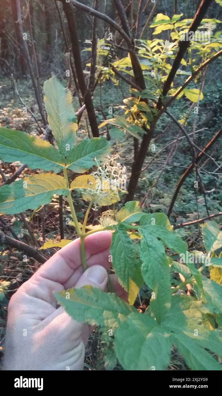 European Red Elder (Sambucus racemosa racemosa) Plantae Stock Photo - Alamy