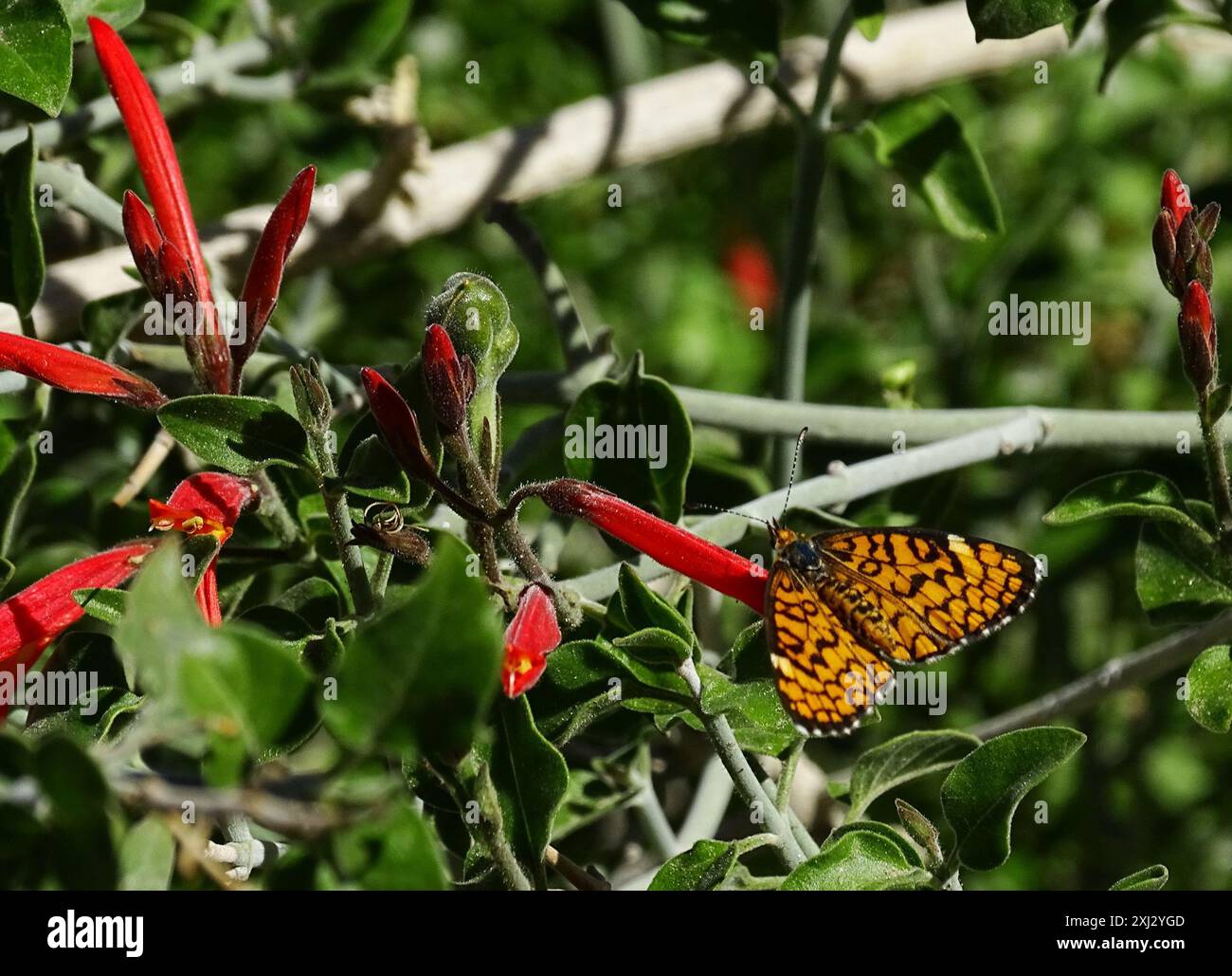 Tiny Checkerspot (Dymasia dymas) Insecta Stock Photo - Alamy