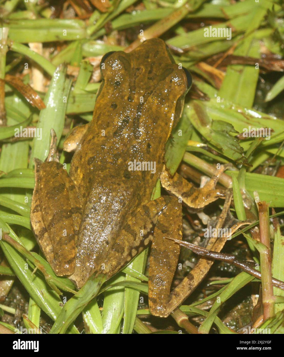 Spot-legged Tree Frog (Polypedates megacephalus) Amphibia Stock Photo ...