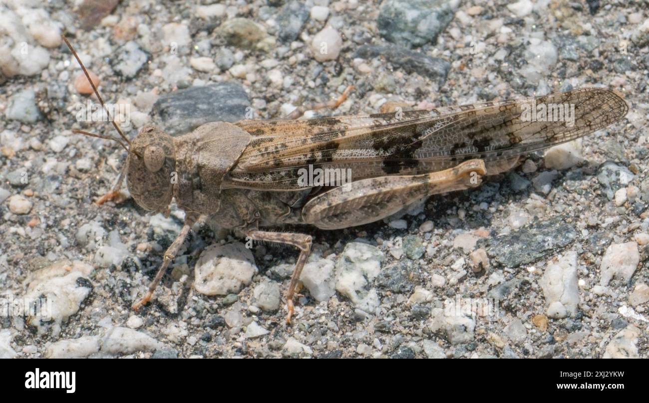 Pallid-winged Grasshopper (Trimerotropis pallidipennis) Insecta Stock ...