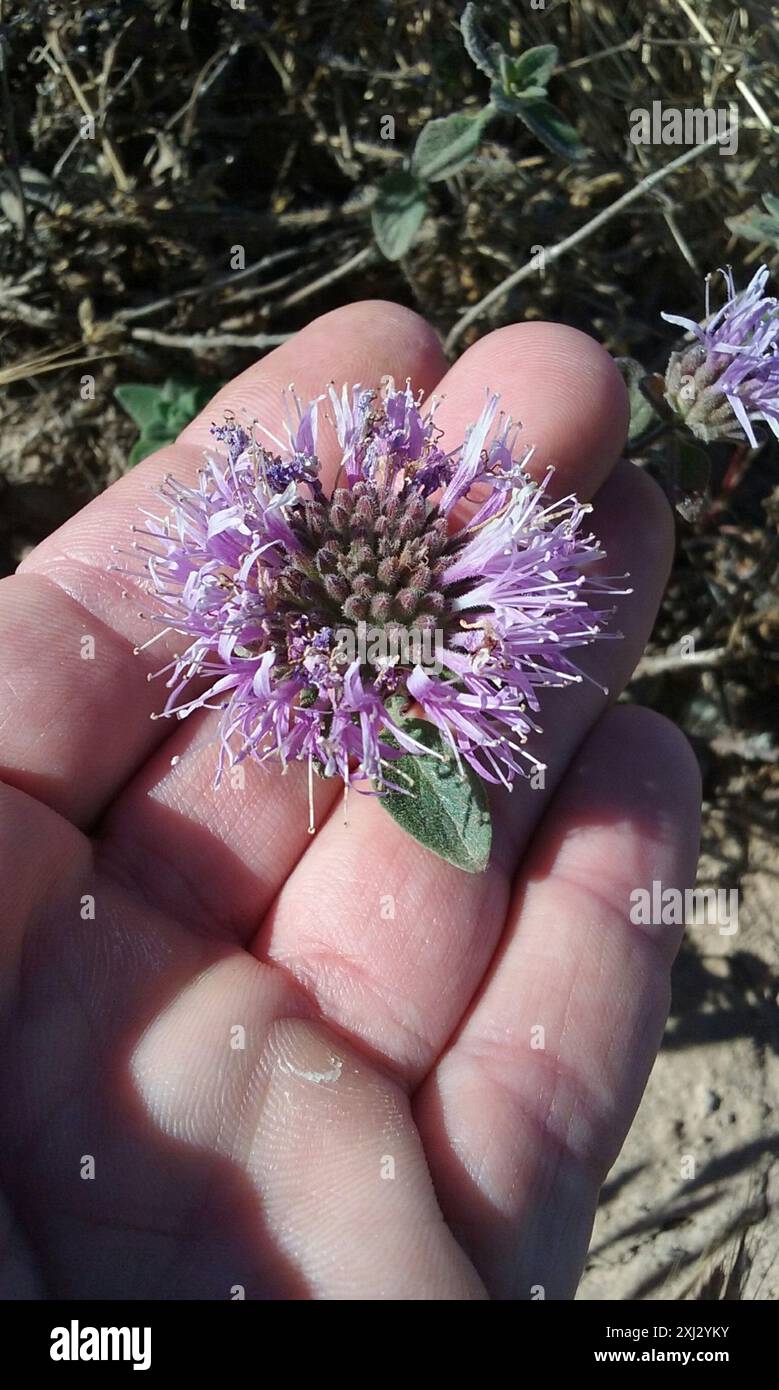 San Antonio Hills Monardella (Monardella villosa villosa) Plantae Stock ...