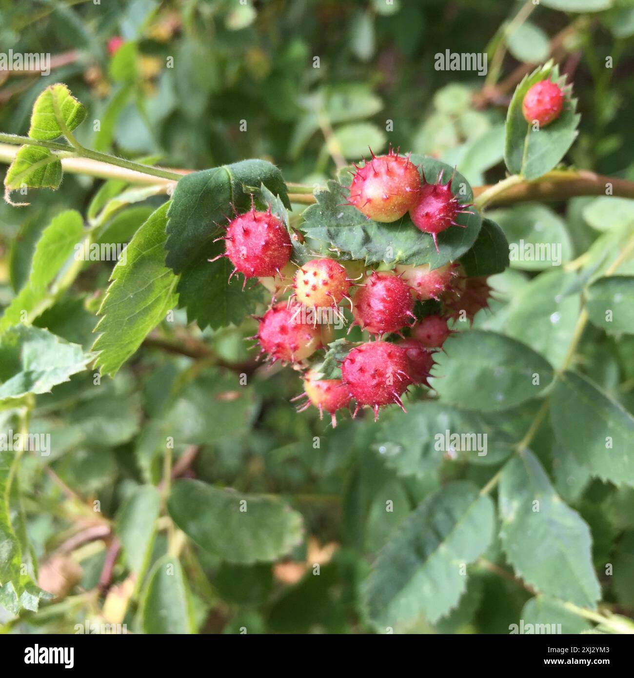 Diplolepis polita hi-res stock photography and images - Alamy
