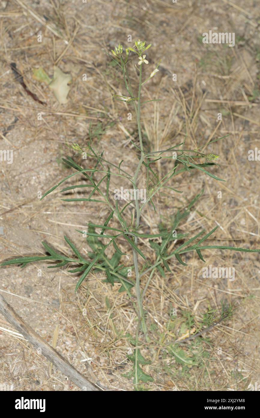 mustard family (Brassicaceae) Plantae Stock Photo - Alamy