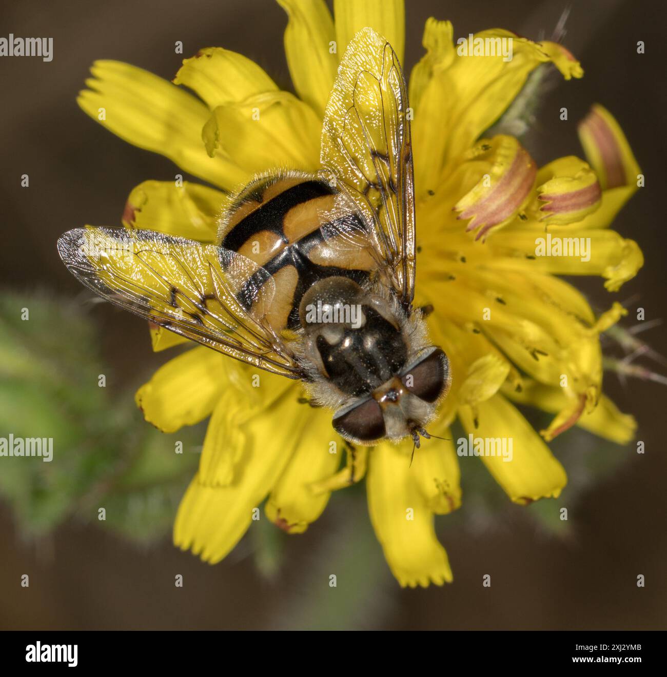 Yellow-spotted Bromeliad Fly (Copestylum avidum) Insecta Stock Photo ...