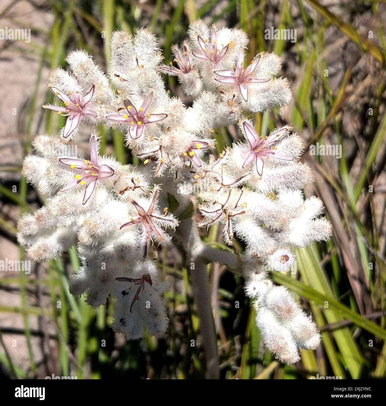 Lambstail (Lanaria lanata) Plantae Stock Photo - Alamy