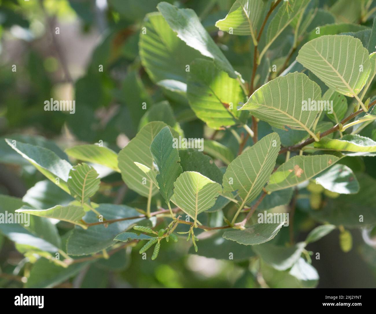 white alder (Alnus rhombifolia) Plantae Stock Photo - Alamy