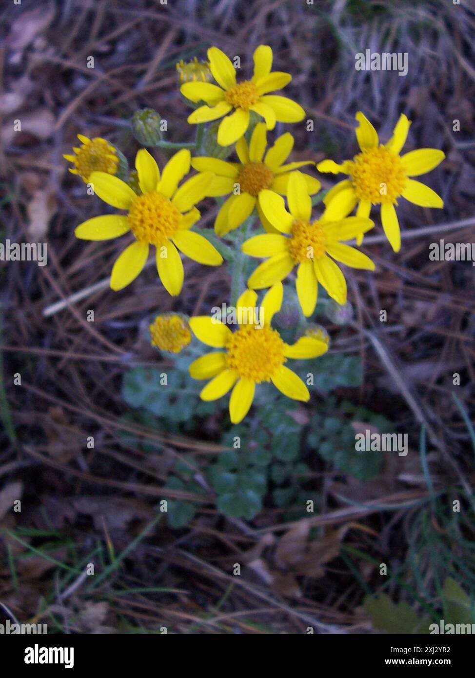 Lobeleaf Groundsel (Packera multilobata) Plantae Stock Photo - Alamy