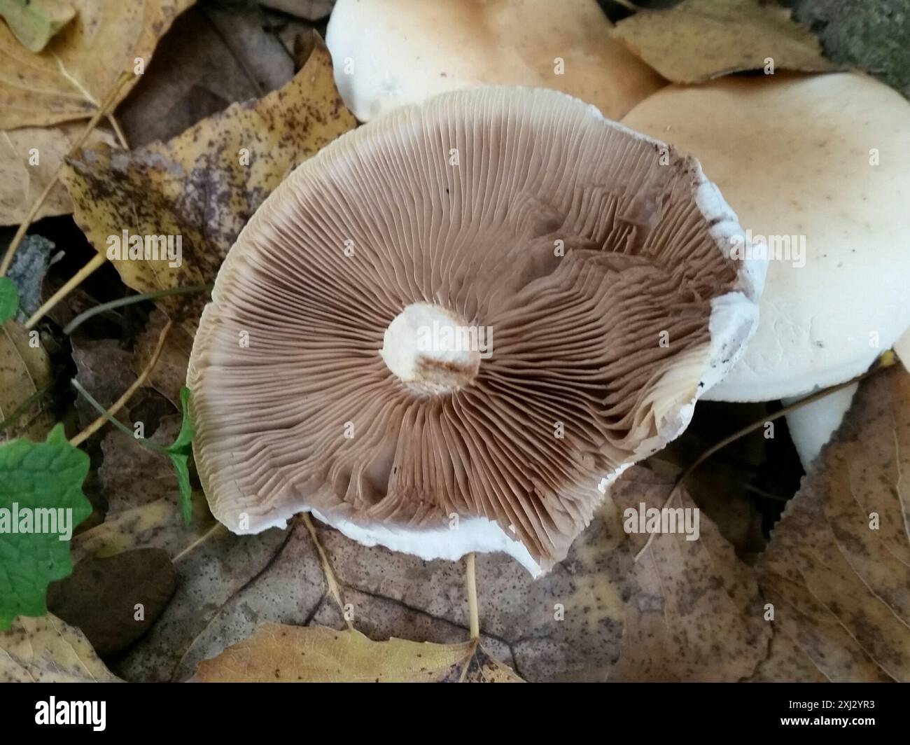 Cyclocybe cylindracea hi-res stock photography and images - Alamy