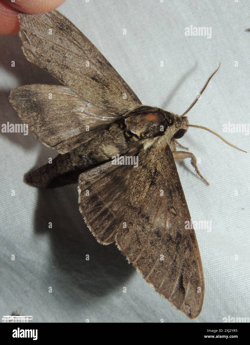 Catalpa Sphinx (Ceratomia catalpae) Insecta Stock Photo - Alamy