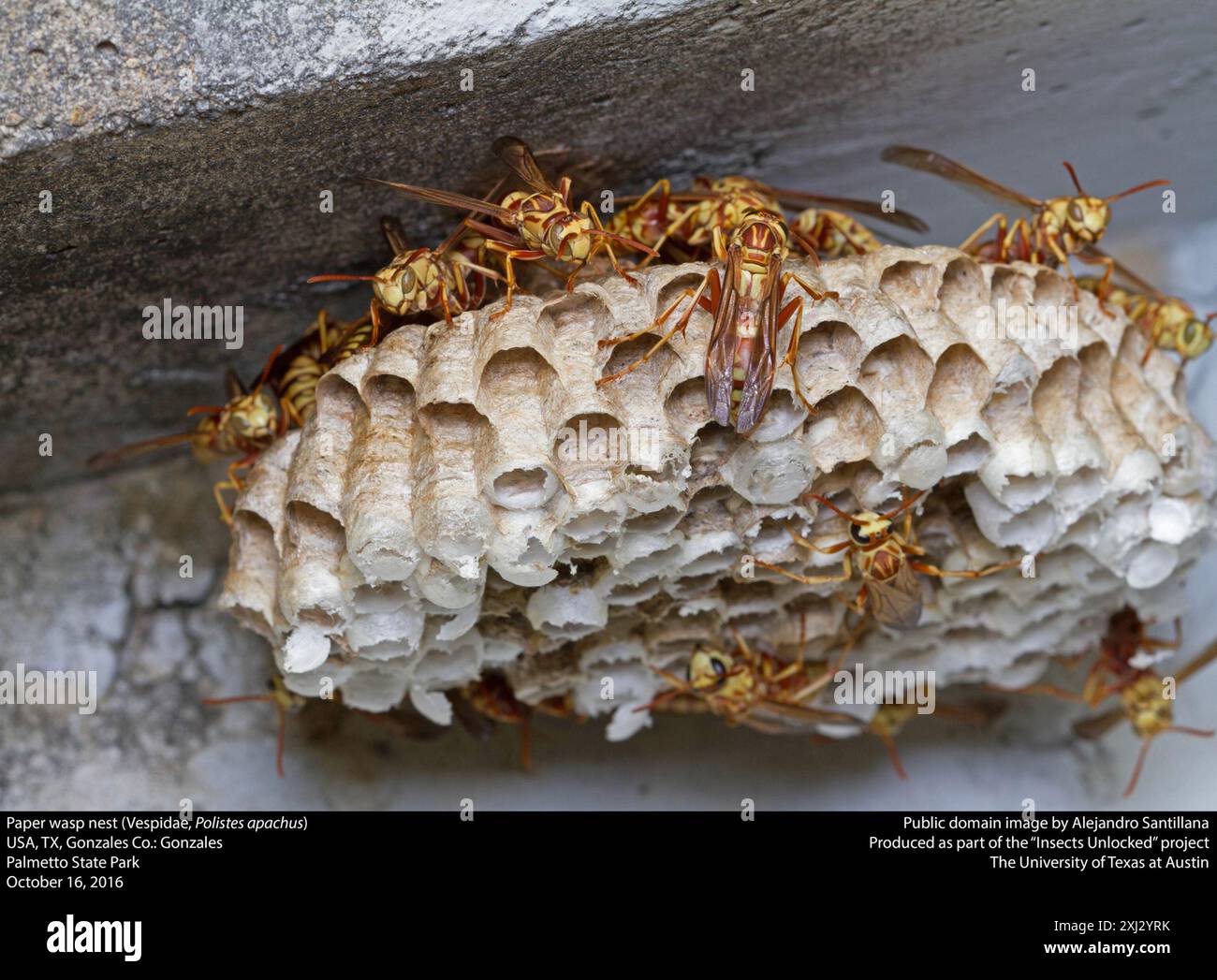 Apache Paper Wasp (Polistes apachus) Insecta Stock Photo - Alamy