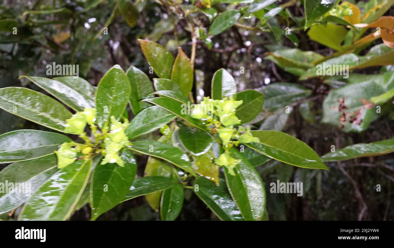 (Euphorbia tetraptera) Plantae Stock Photo - Alamy