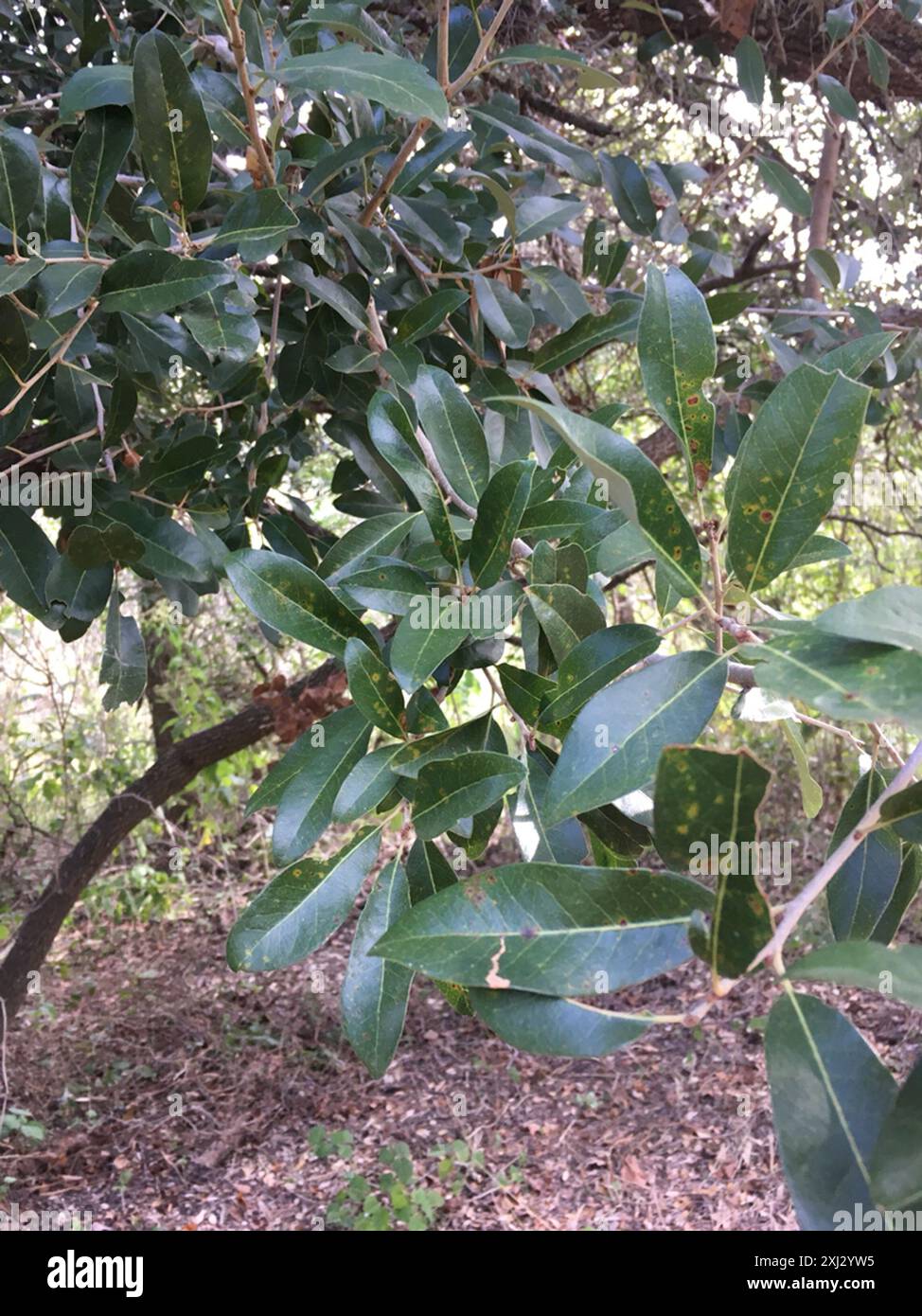 oaks (Quercus) Plantae Stock Photo - Alamy