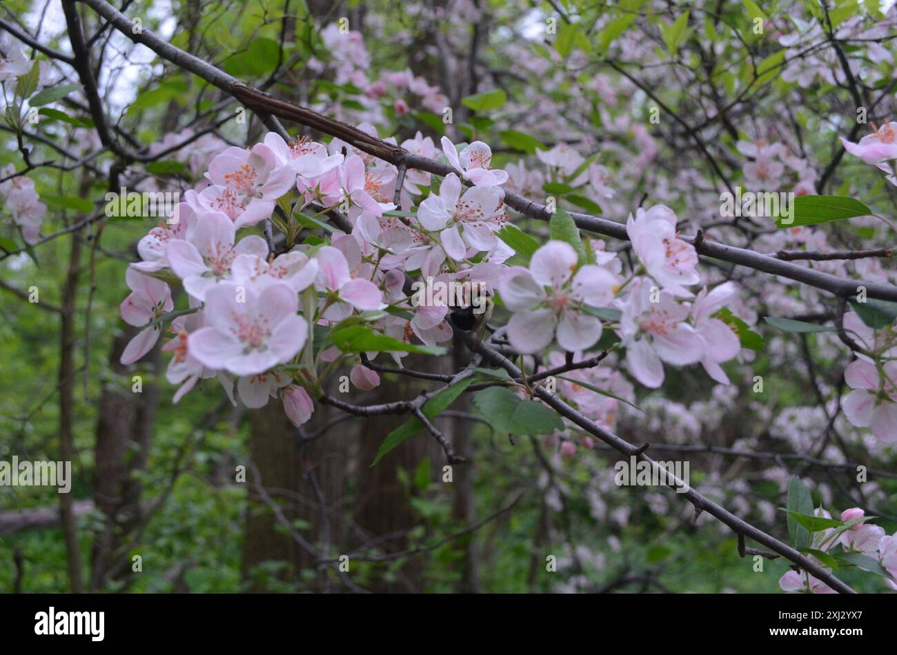 sweet crabapple (Malus coronaria) Plantae Stock Photo - Alamy