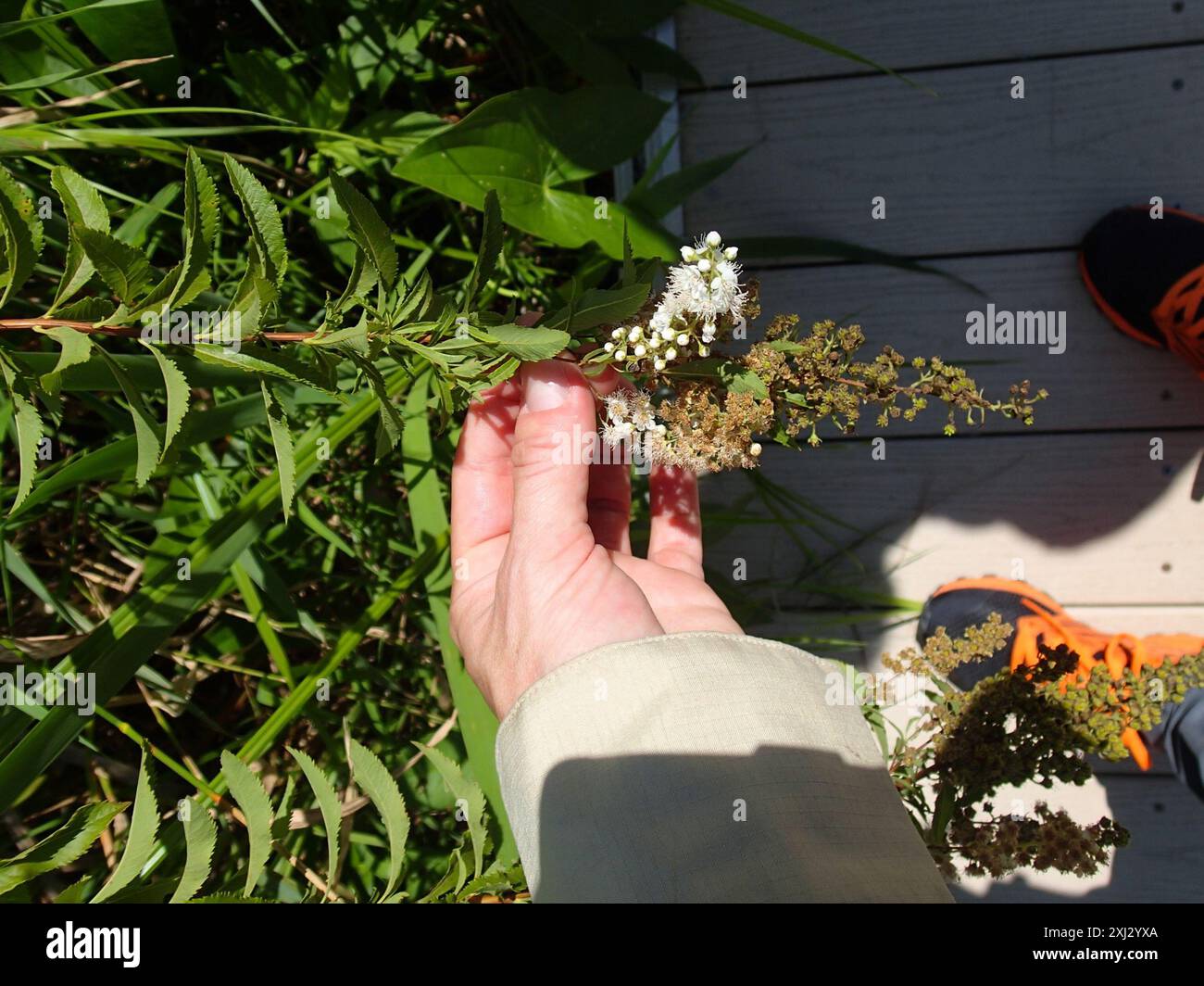 white meadowsweet (Spiraea alba) Plantae Stock Photo - Alamy