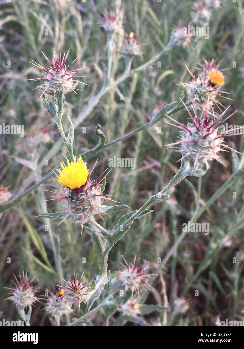 Maltese star-thistle (Centaurea melitensis) Plantae Stock Photo - Alamy