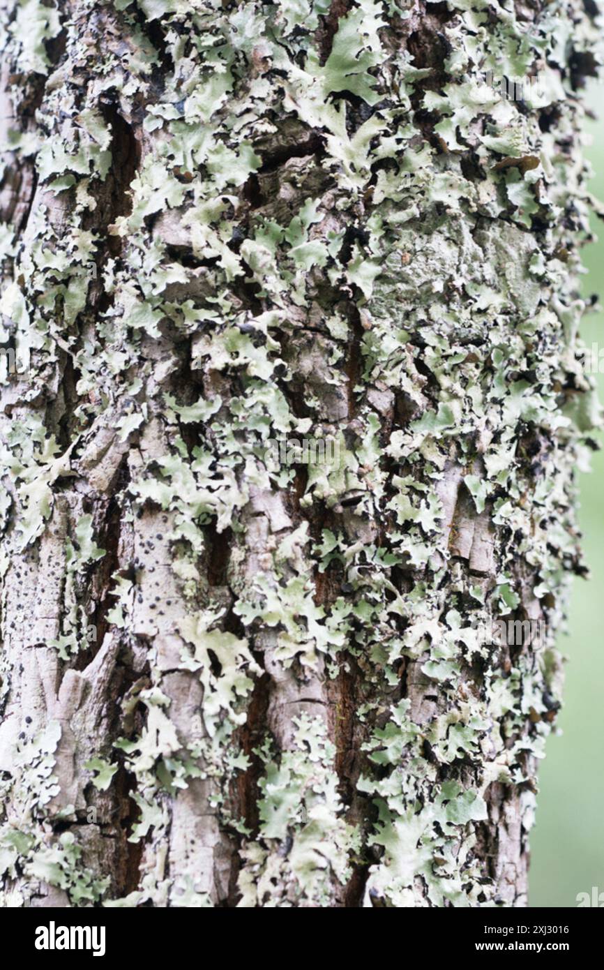 Ruffle Lichens (Parmotrema) Fungi Stock Photo - Alamy
