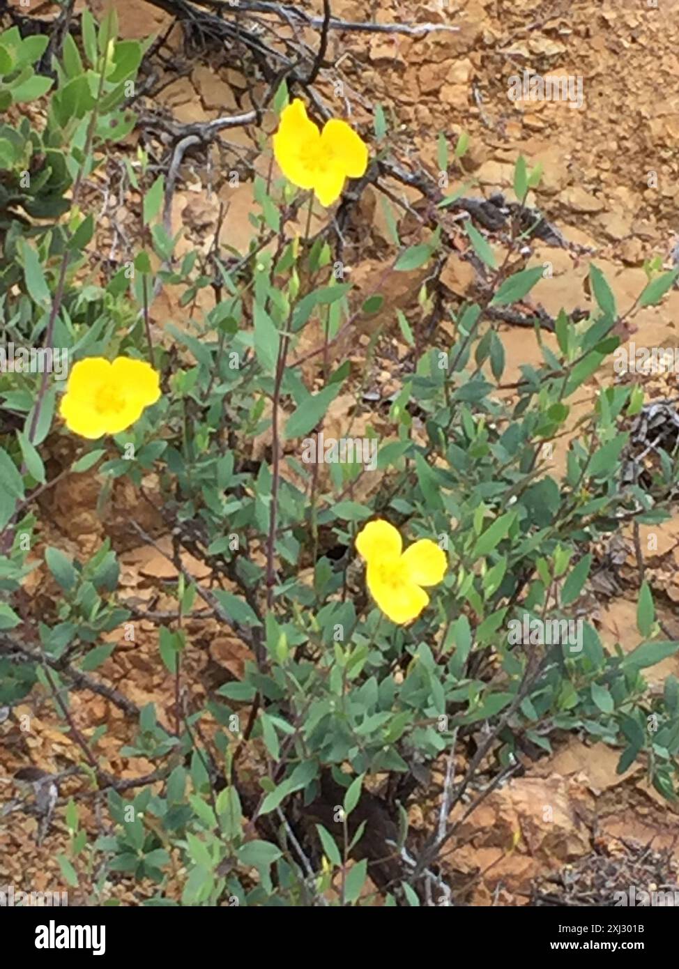 Bush Poppy (Dendromecon rigida) Plantae Stock Photo - Alamy