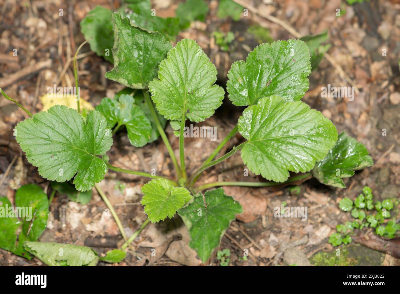 white avens (Geum canadense) Plantae Stock Photo - Alamy