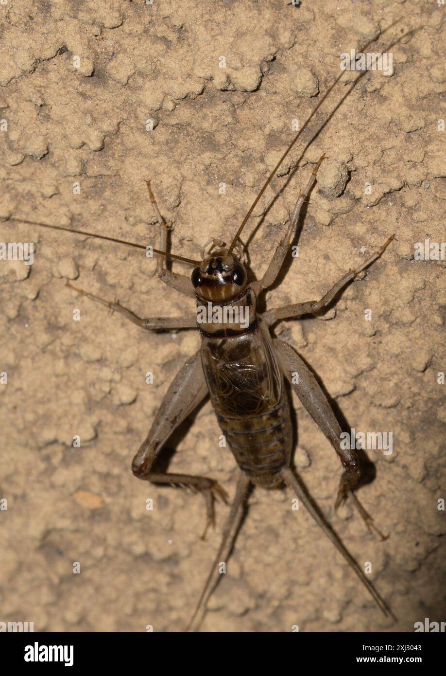 Tropical House Cricket (Gryllodes sigillatus) Insecta Stock Photo - Alamy