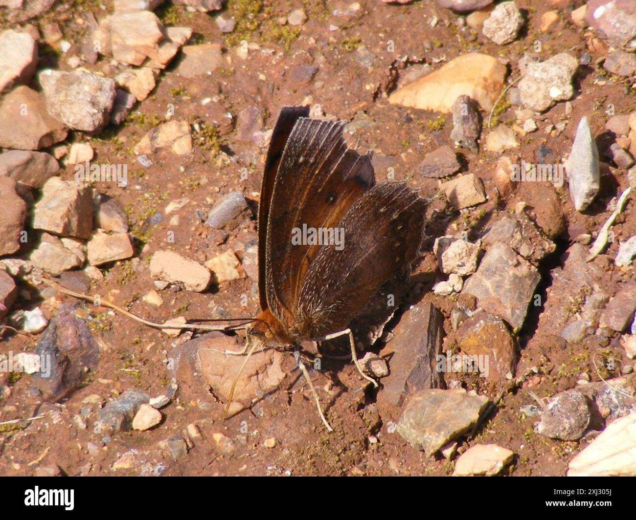 Common Pirate (Catacroptera cloanthe cloanthe) Insecta Stock Photo - Alamy