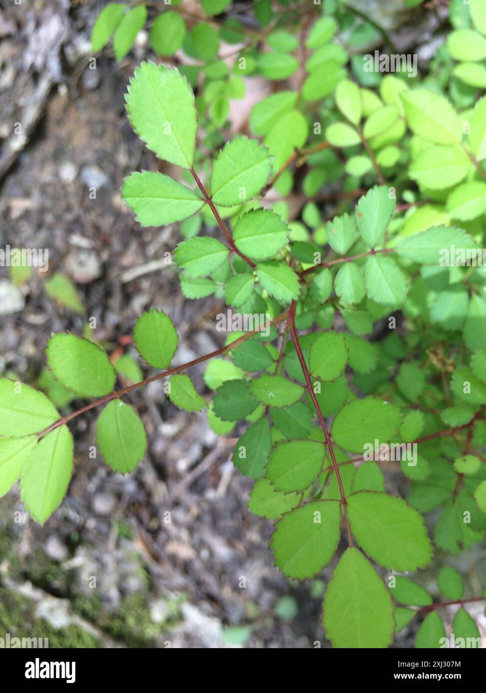 multiflora rose (Rosa multiflora) Plantae Stock Photo - Alamy