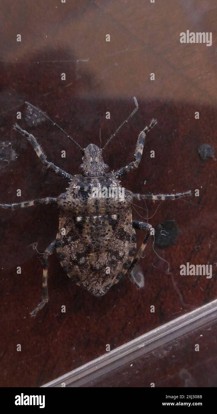Rough Stink Bugs (Brochymena) Insecta Stock Photo - Alamy
