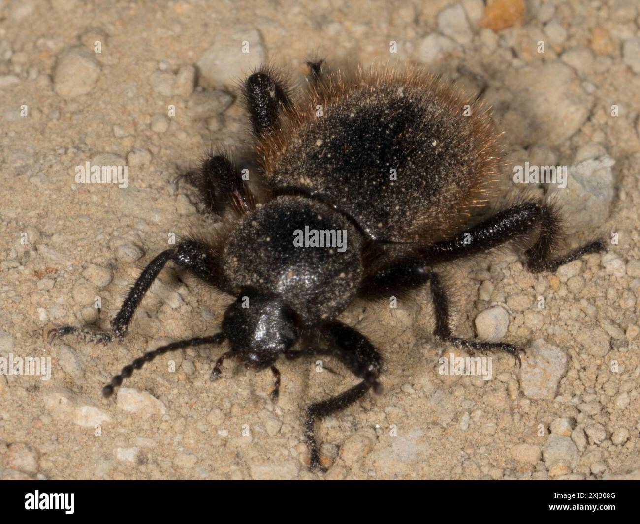 Woolly Darkling Beetle (Eleodes osculans) Insecta Stock Photo - Alamy