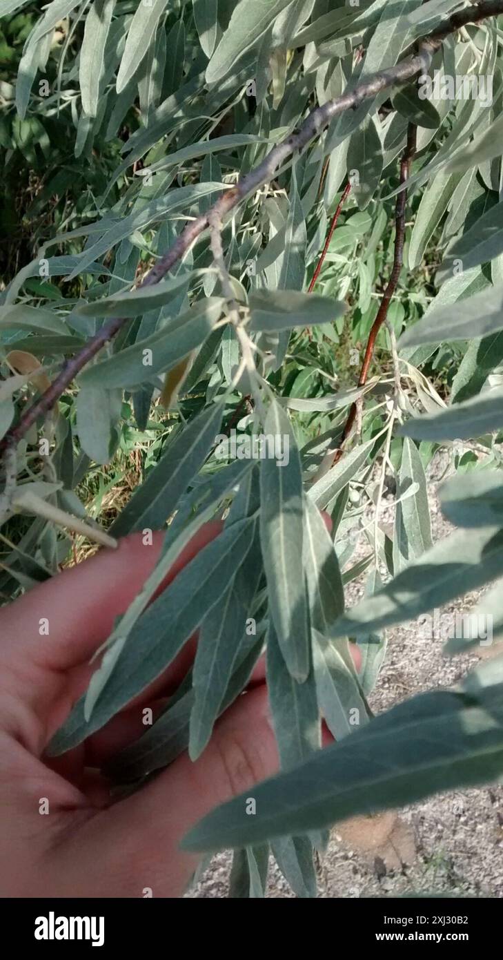 Russian olive (Elaeagnus angustifolia) Plantae Stock Photo - Alamy