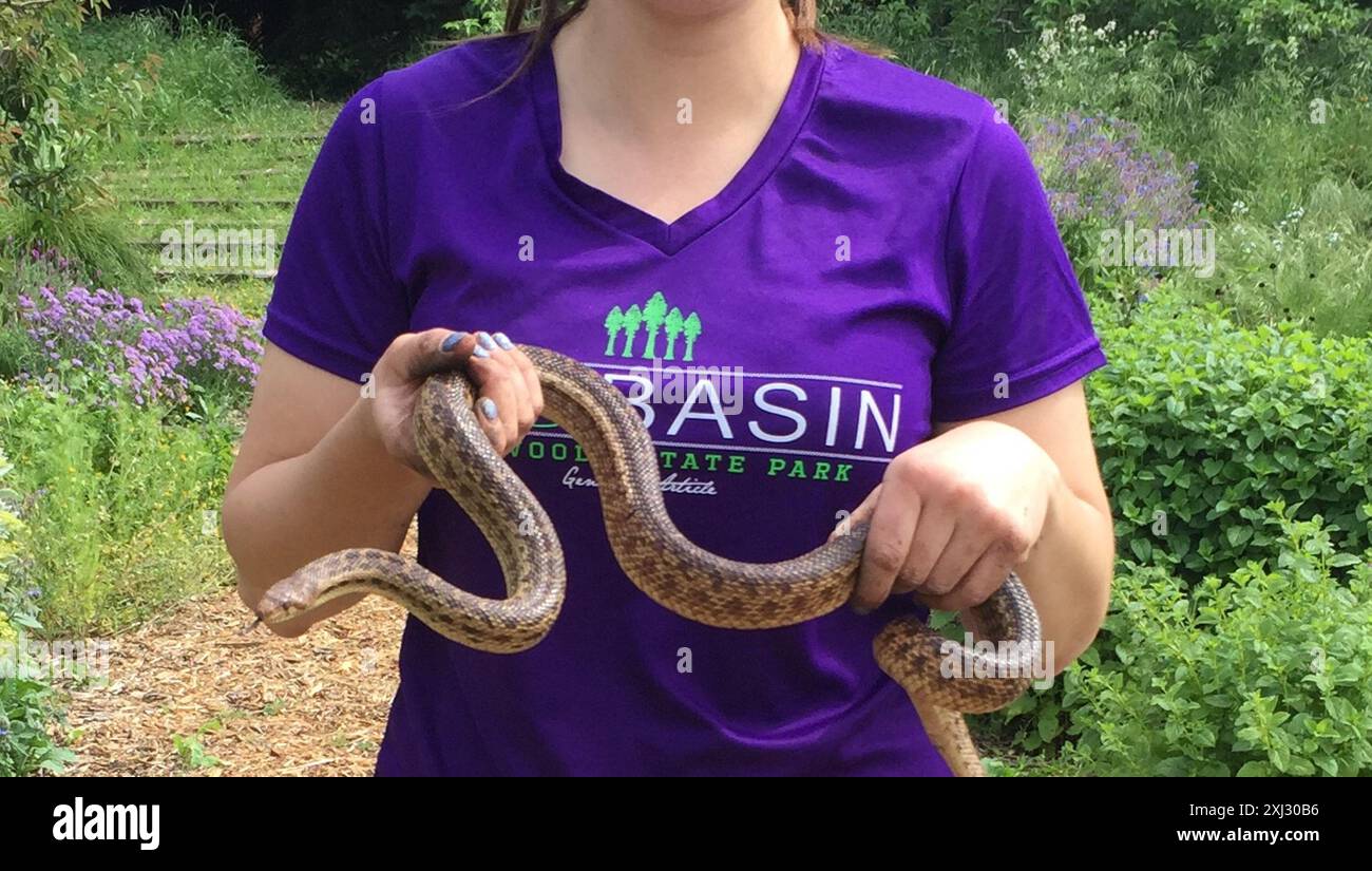 Pacific Gopher Snake (Pituophis catenifer catenifer) Reptilia Stock ...