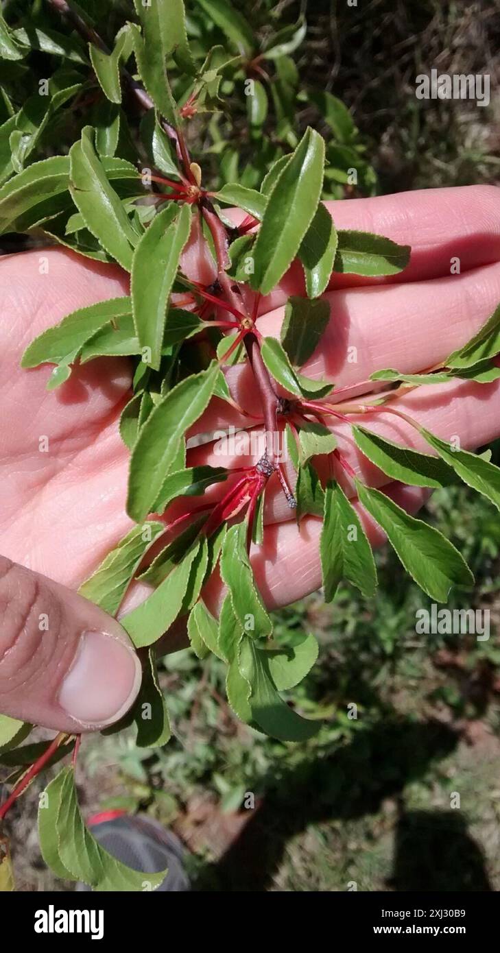 Chickasaw plum (Prunus angustifolia) Plantae Stock Photo - Alamy