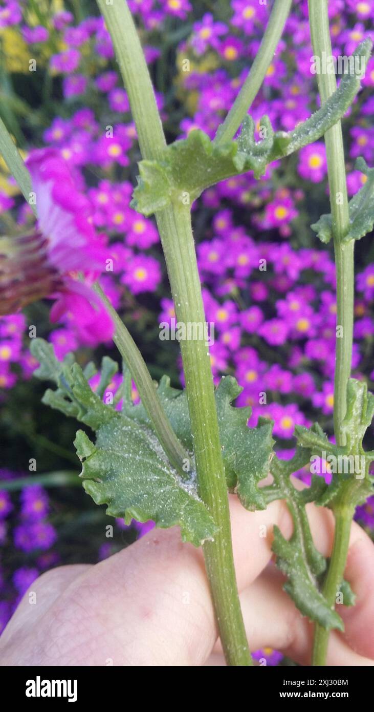 Red-purple Ragwort (Senecio elegans) Plantae Stock Photo - Alamy
