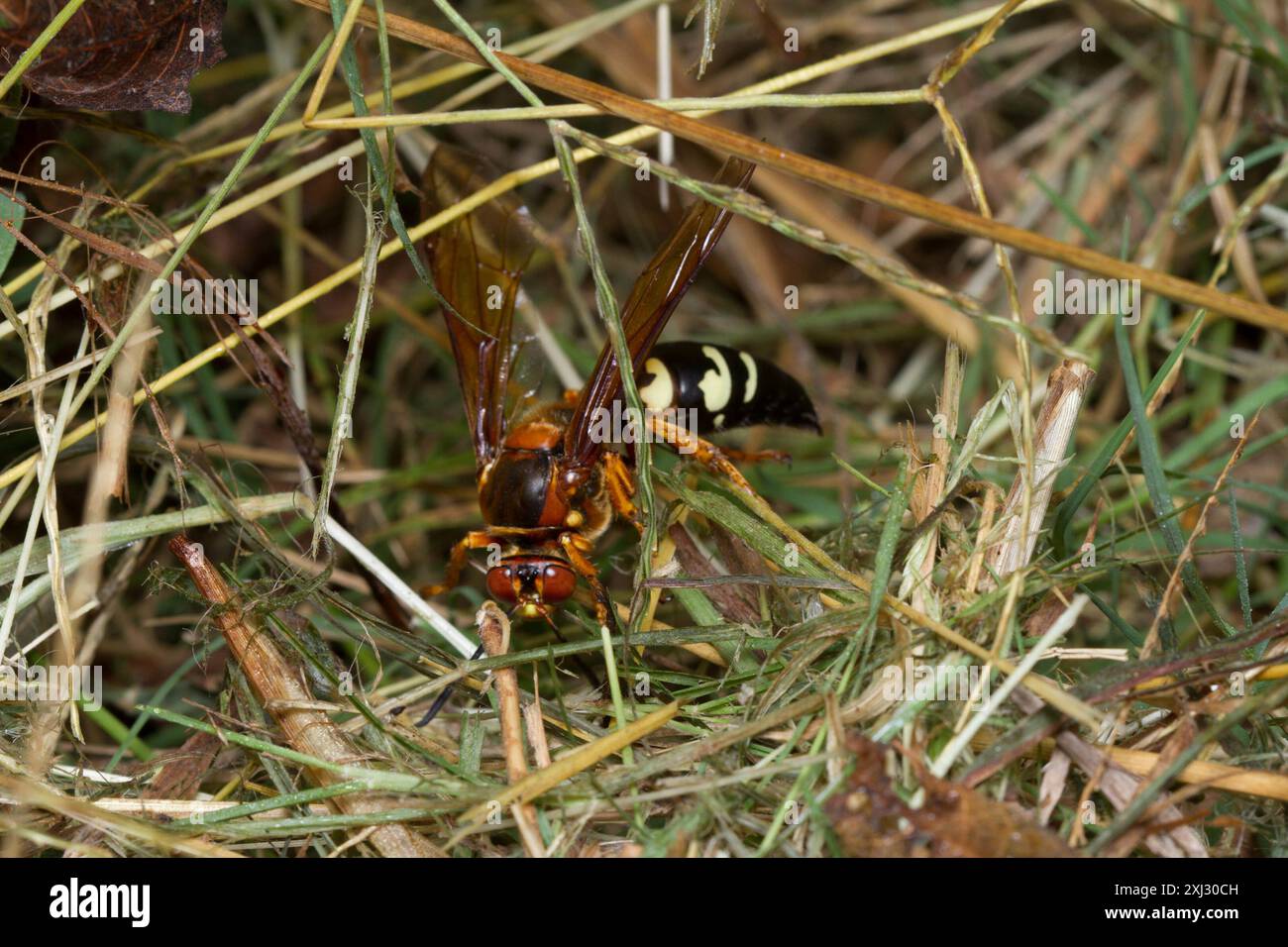 Eastern Cicada-killer Wasp (Sphecius speciosus) Insecta Stock Photo - Alamy