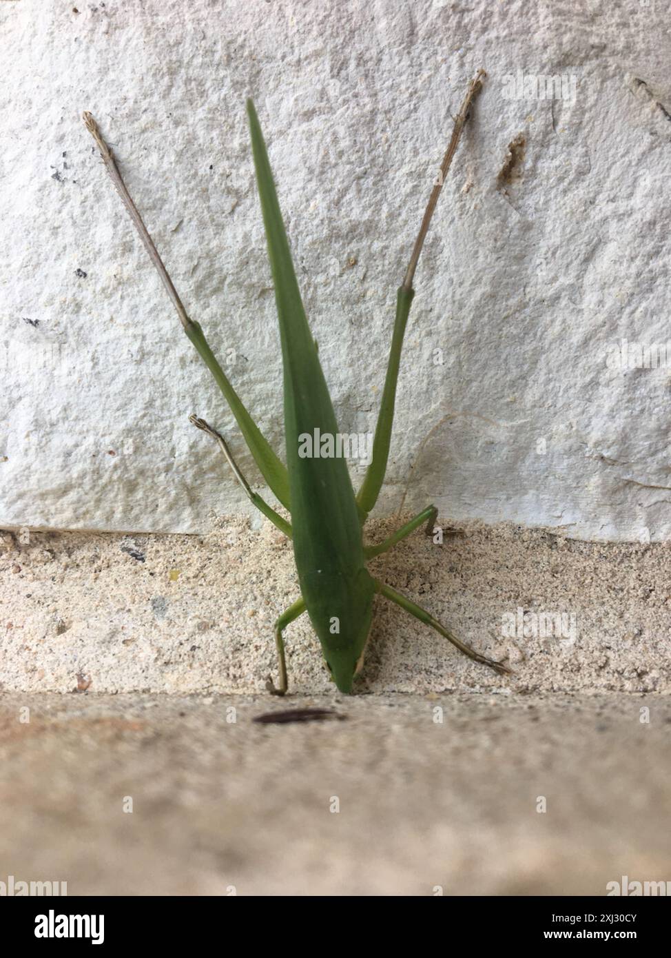 Broad-tipped Conehead (Neoconocephalus triops) Insecta Stock Photo - Alamy