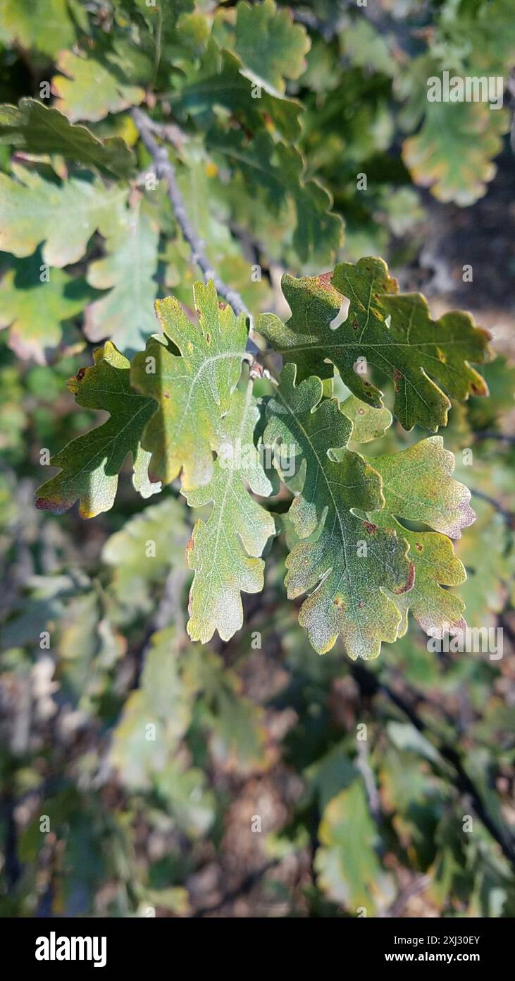 valley oak (Quercus lobata) Plantae Stock Photo - Alamy