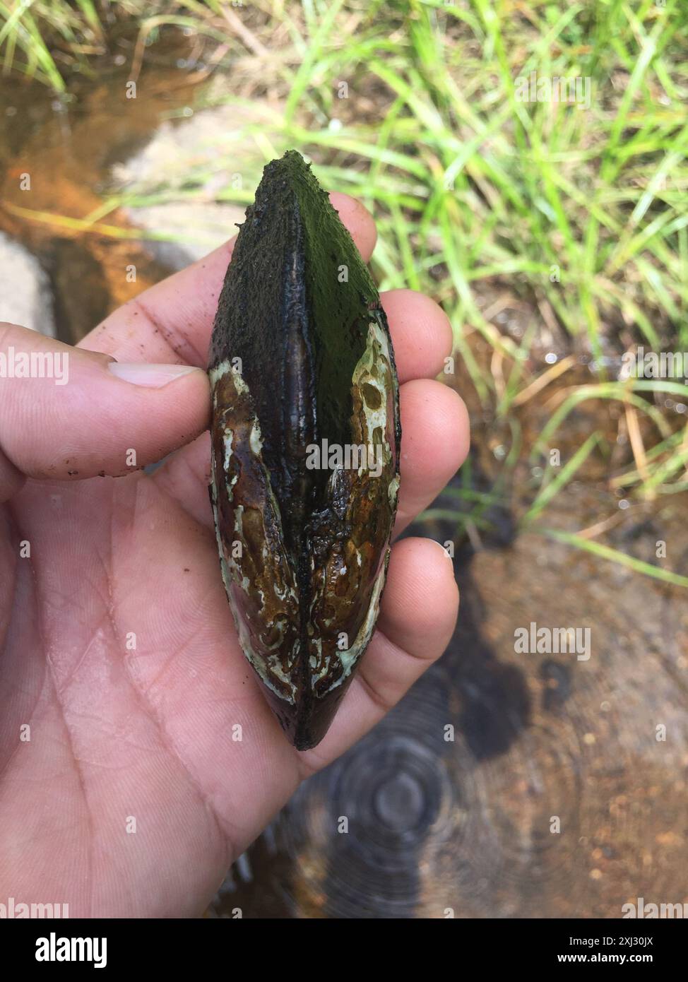 Eastern Elliptio (Elliptio complanata) Mollusca Stock Photo - Alamy