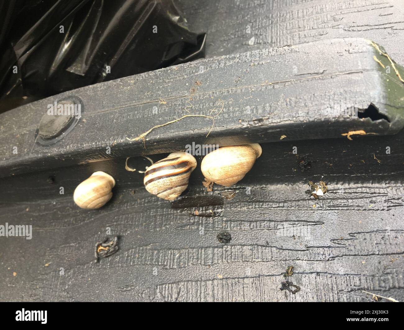 Milk Snail (Otala lactea) Mollusca Stock Photo - Alamy