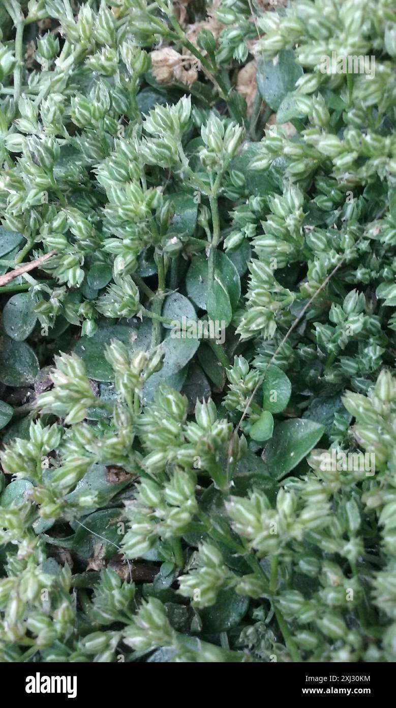four-leaved allseed (Polycarpon tetraphyllum tetraphyllum) Plantae ...