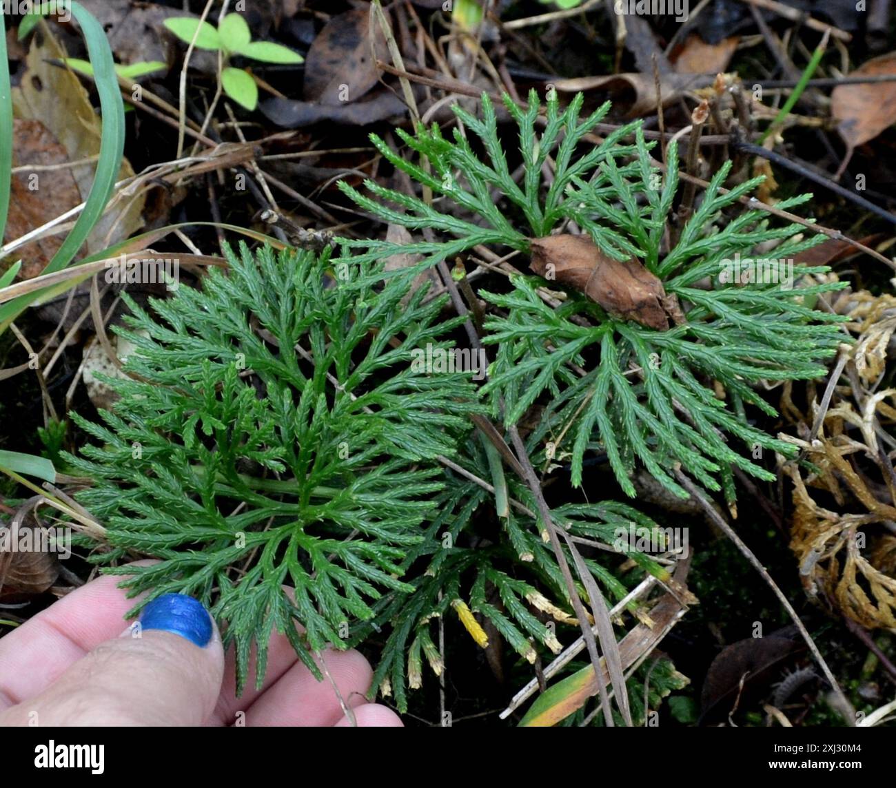 fan clubmoss (Diphasiastrum digitatum) Plantae Stock Photo - Alamy