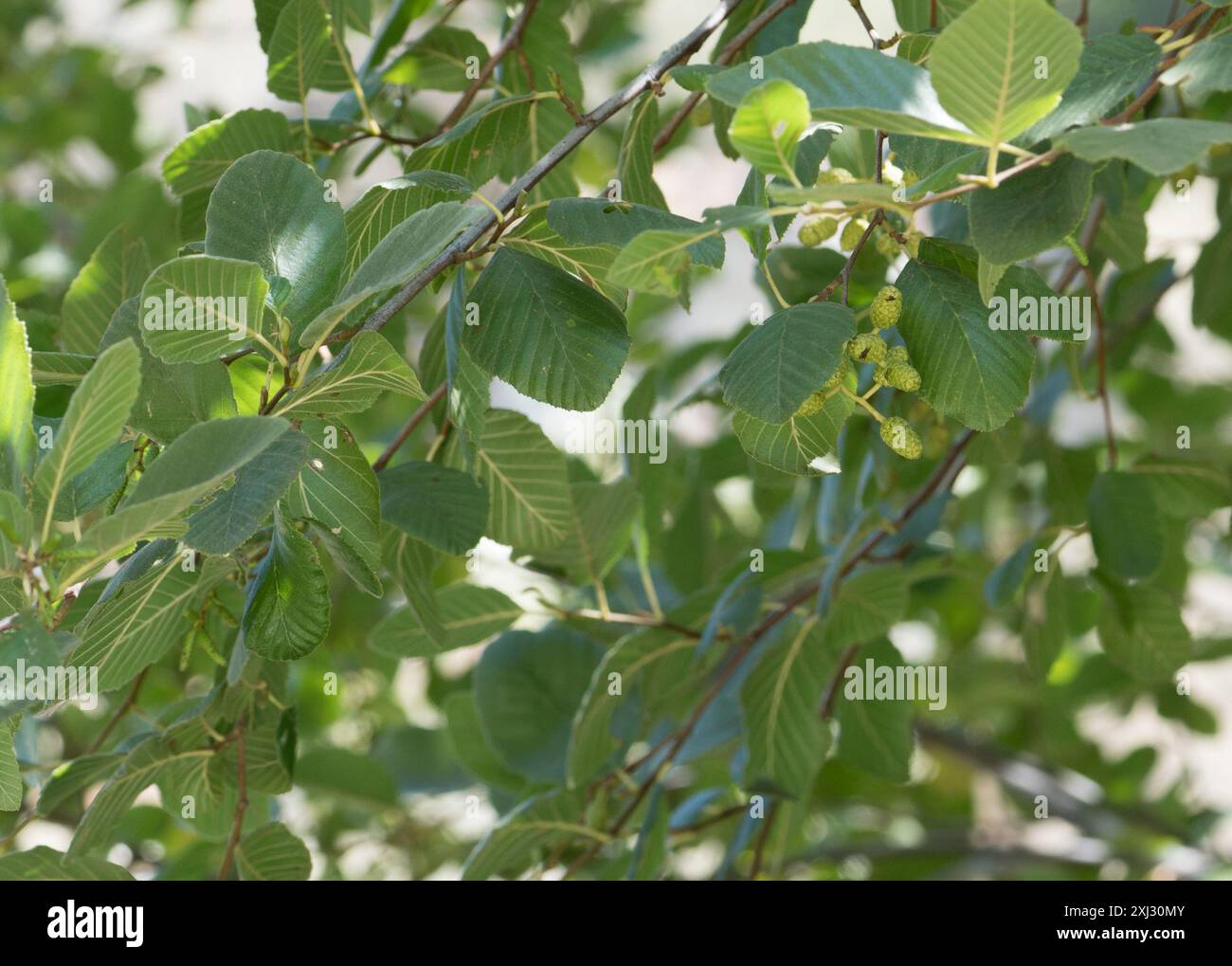 white alder (Alnus rhombifolia) Plantae Stock Photo - Alamy