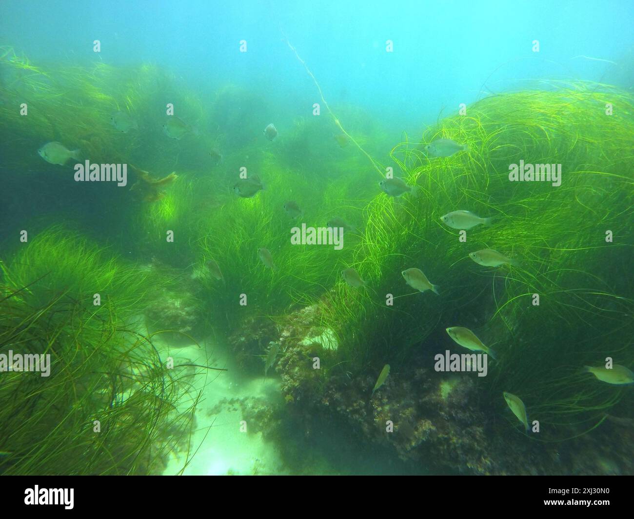 Surfperches (Embiotocidae) Actinopterygii Stock Photo - Alamy