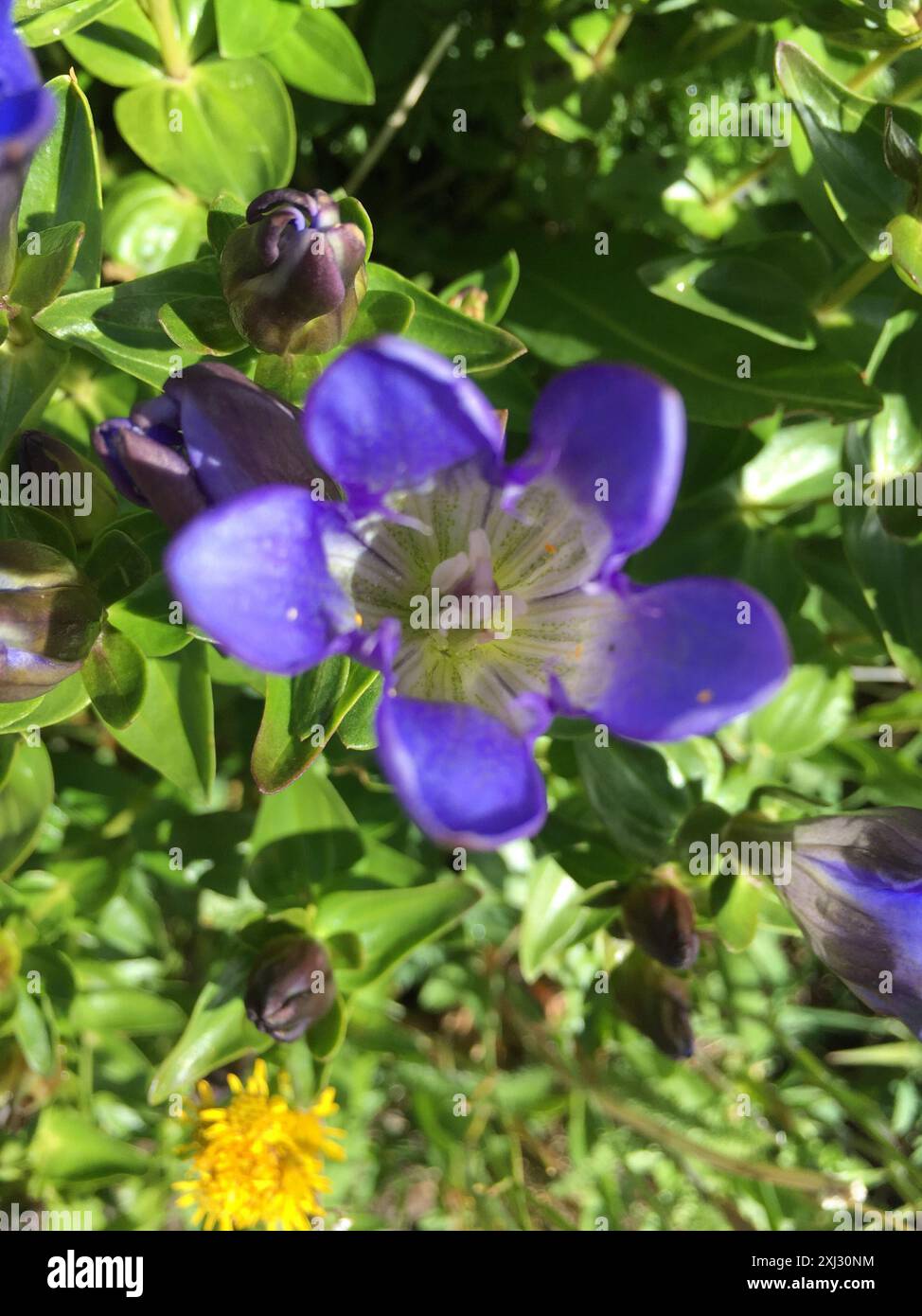 Mountain Bog Gentian (Gentiana calycosa) Plantae Stock Photo - Alamy