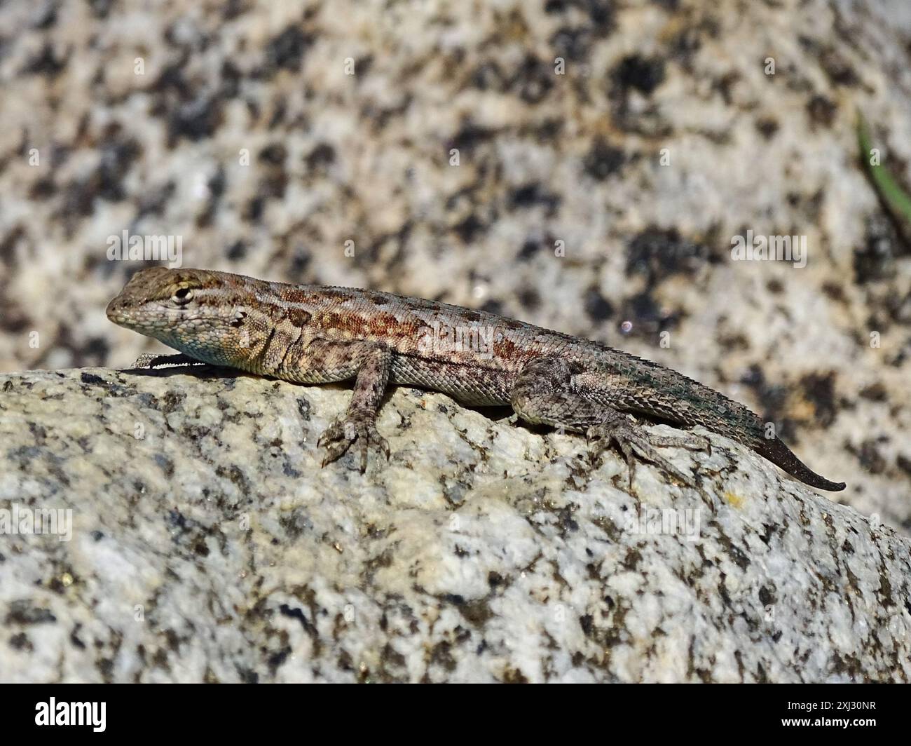 Western Side-blotched Lizard (Uta stansburiana elegans) Reptilia Stock ...