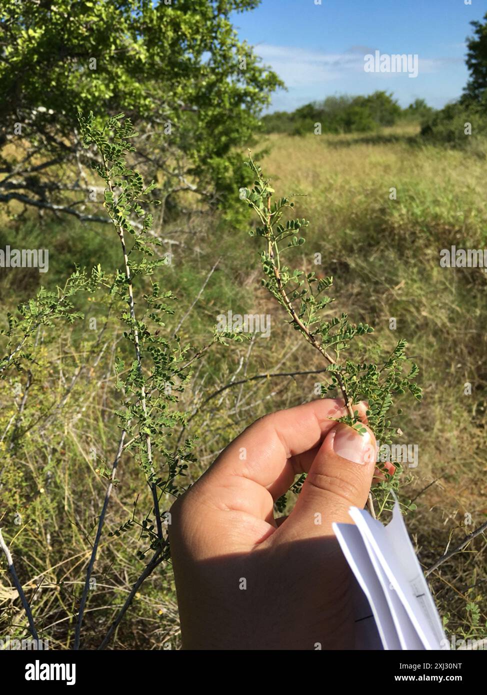 Catclaw Acacia (Senegalia greggii) Plantae Stock Photo - Alamy