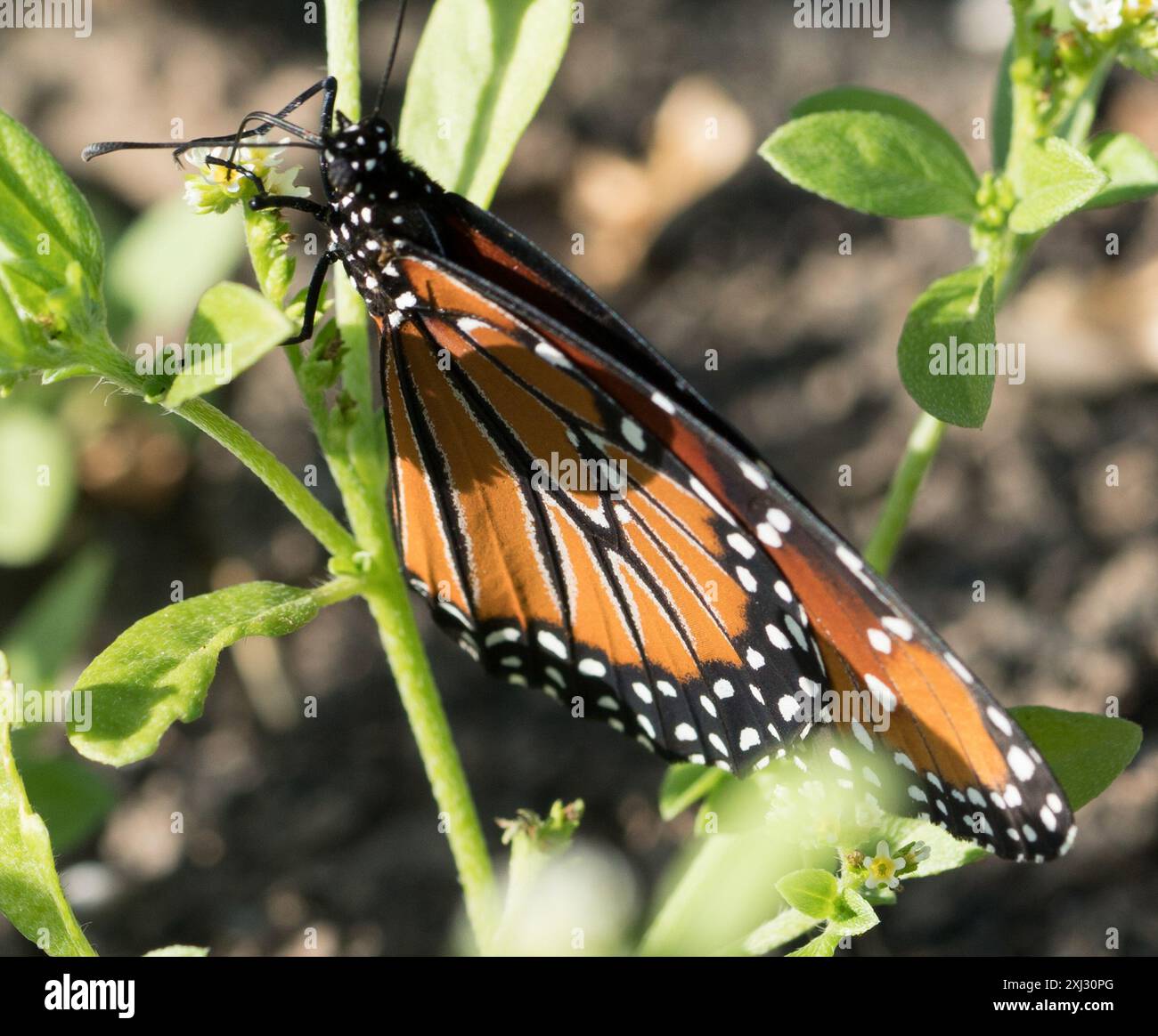 Queen (Danaus gilippus) Insecta Stock Photo - Alamy