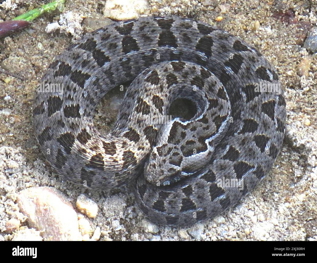 Berg Adder (Bitis atropos) Reptilia Stock Photo - Alamy