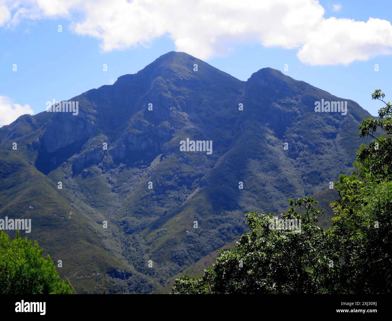 Red Currant-rhus (Searsia chirindensis) Plantae Stock Photo - Alamy