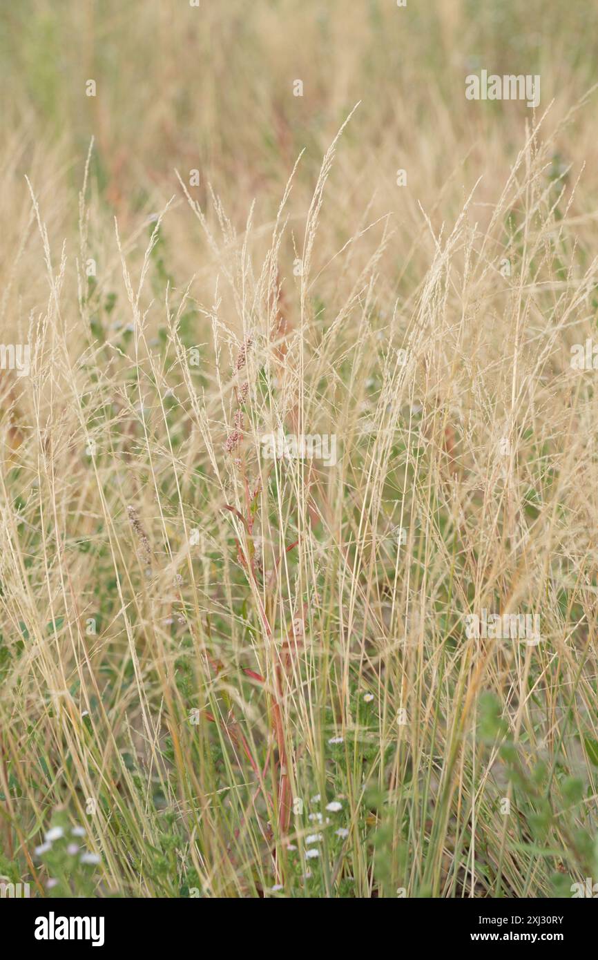 grasses (Poaceae) Plantae Stock Photo - Alamy
