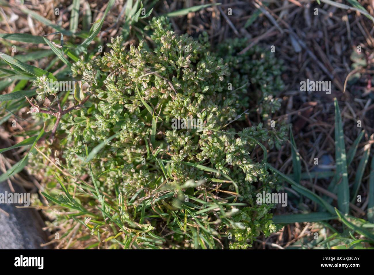 fourleaf manyseed (Polycarpon tetraphyllum) Plantae Stock Photo - Alamy